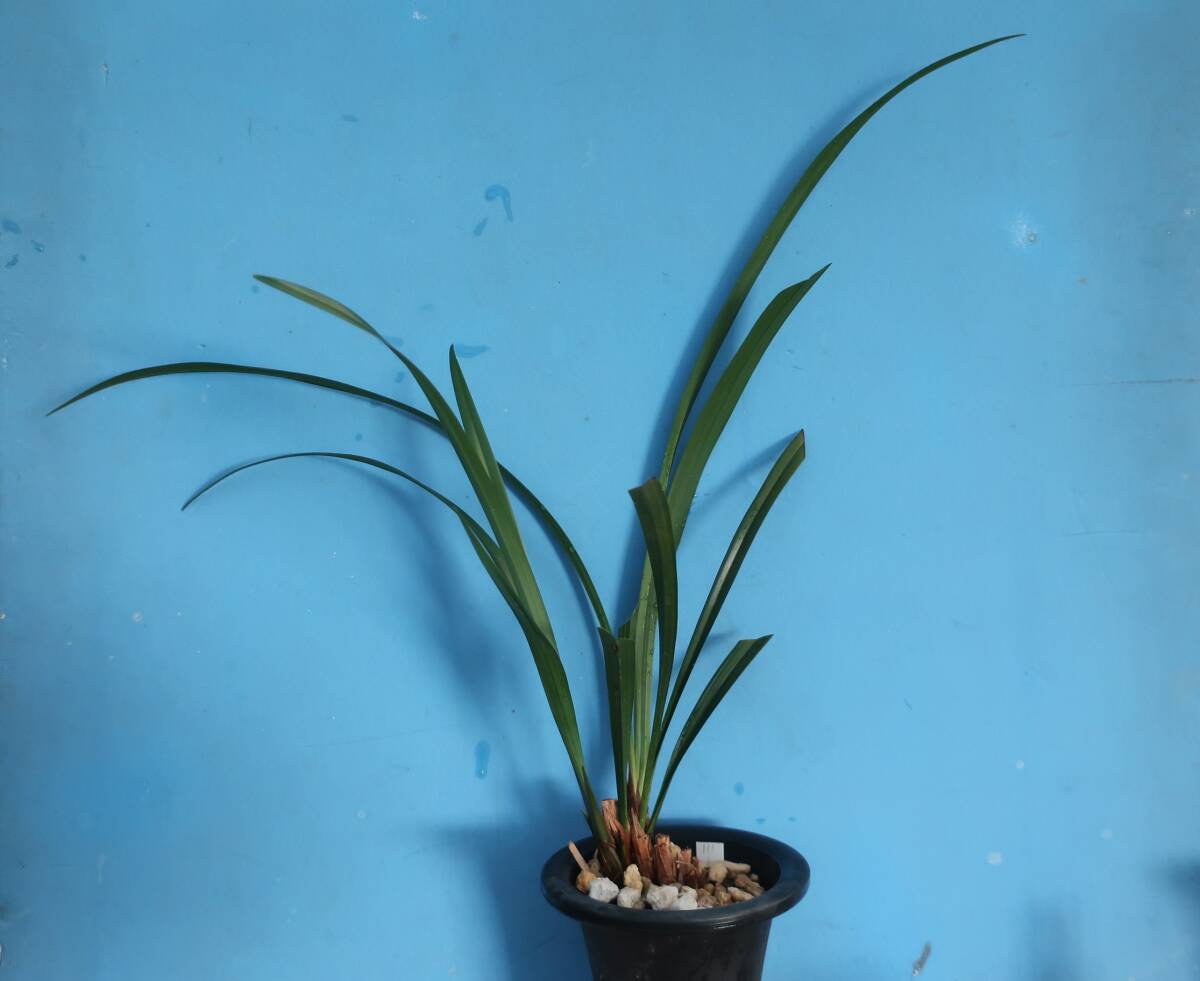 Yahoo!オークション - 寒蘭-028 111-5H3 素光×力王 苗 交配種 未開花...