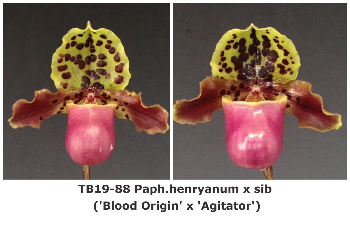 Yahoo!オークション - 洋蘭 原種 パフィオ TA12924 TB19-88 Paph. henr...
