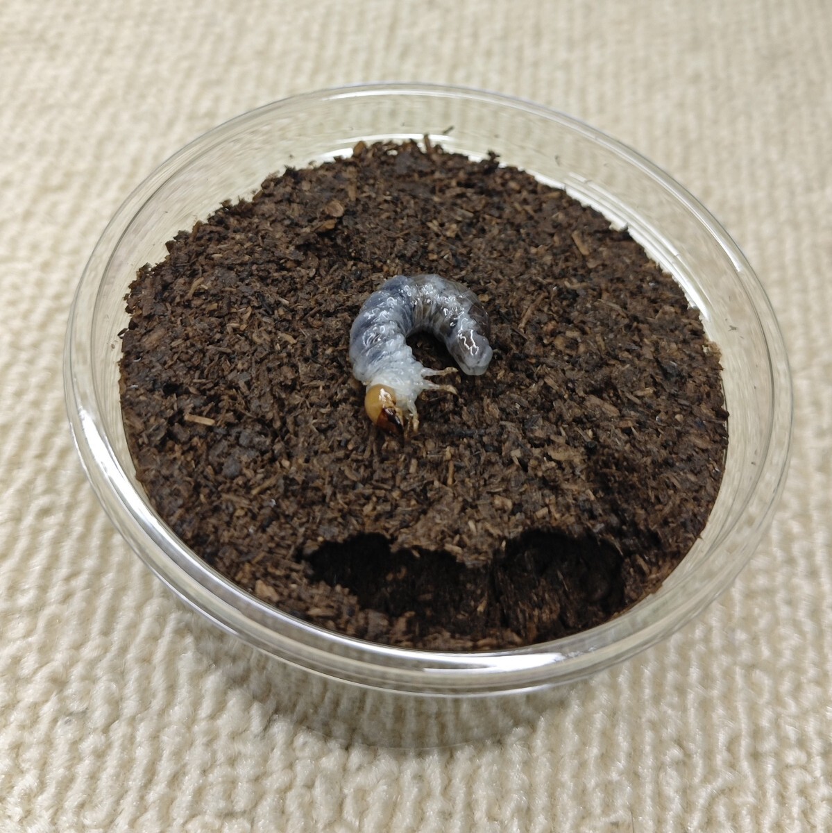 Yahoo!オークション - チュウホソアカ 初～2令幼虫 10頭 WF2《39....