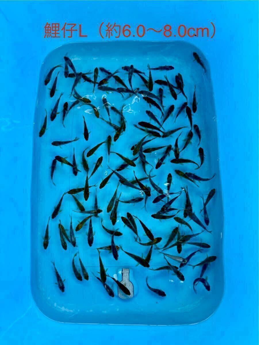 Yahoo!オークション - 2025年産 鯉仔L200匹セット+おまけ10匹(6.0cm~8....