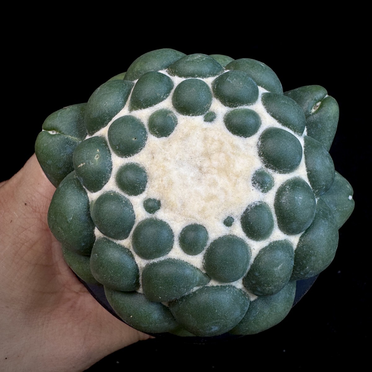 Yahoo!オークション - E608 サボテン 多肉植物コリファンタ棘無し 象牙...