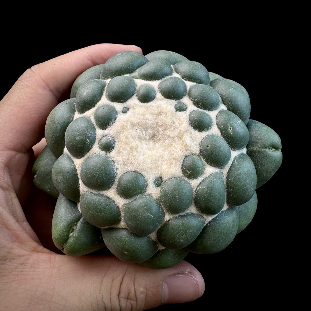 Yahoo!オークション - E608 サボテン 多肉植物コリファンタ棘無し 象牙...