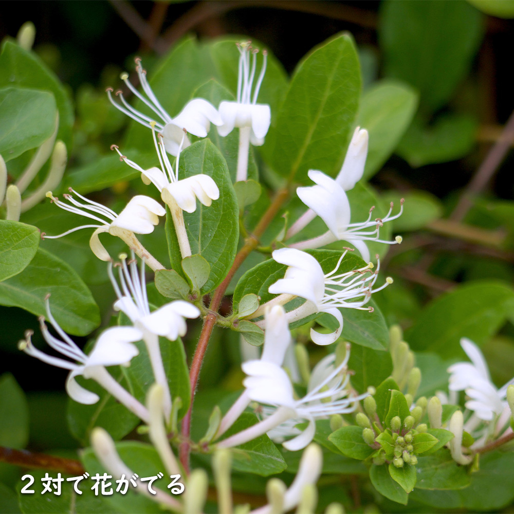 Yahoo!オークション - スイカズラ 9.0cmポット 苗