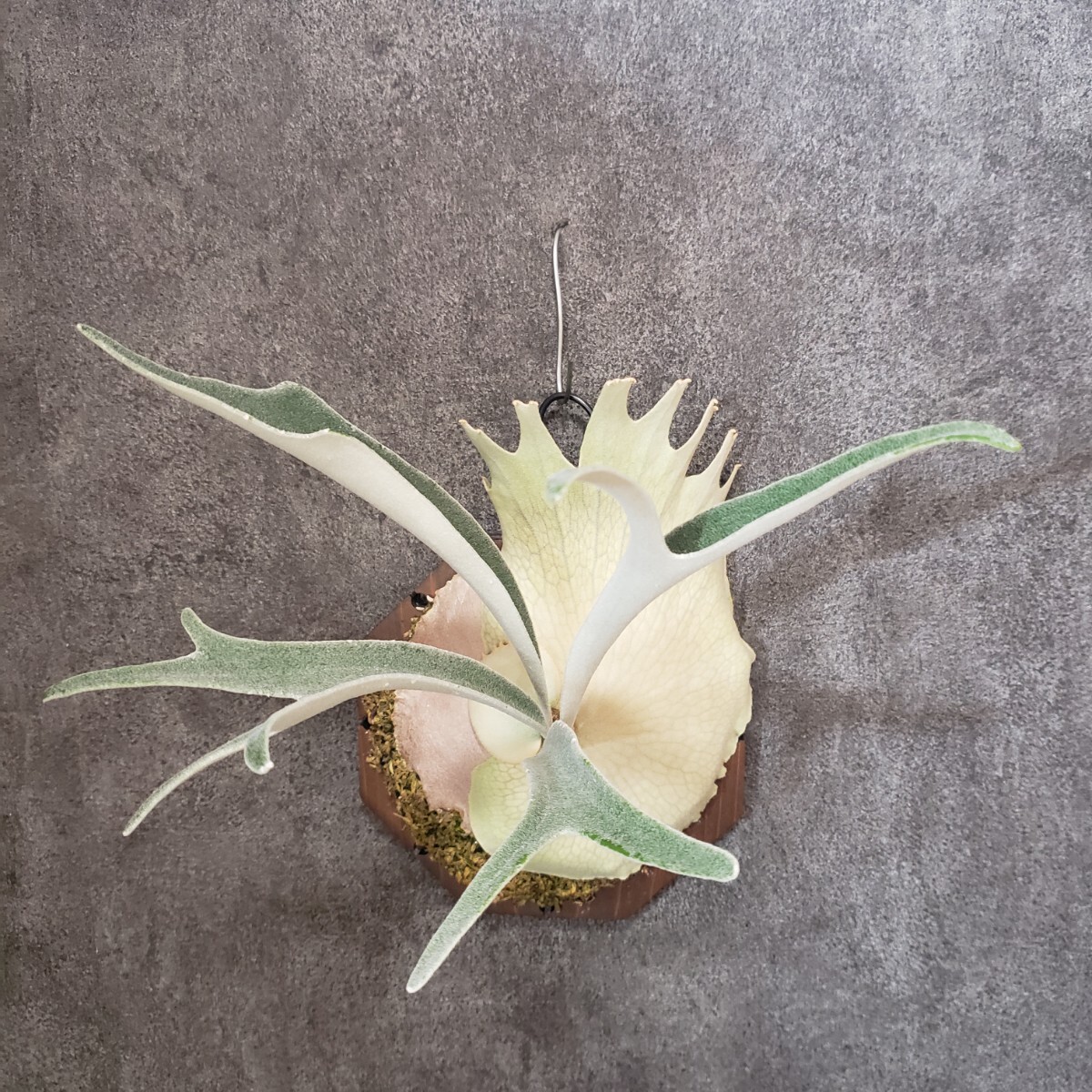 P. veitchii wild Australia ビーチー ベイチー オーストラリア ビカクシダ コウモリラン(ビカクシダ、コウモリラン)｜売買されたオークション情報、yahooの商品情報 ...