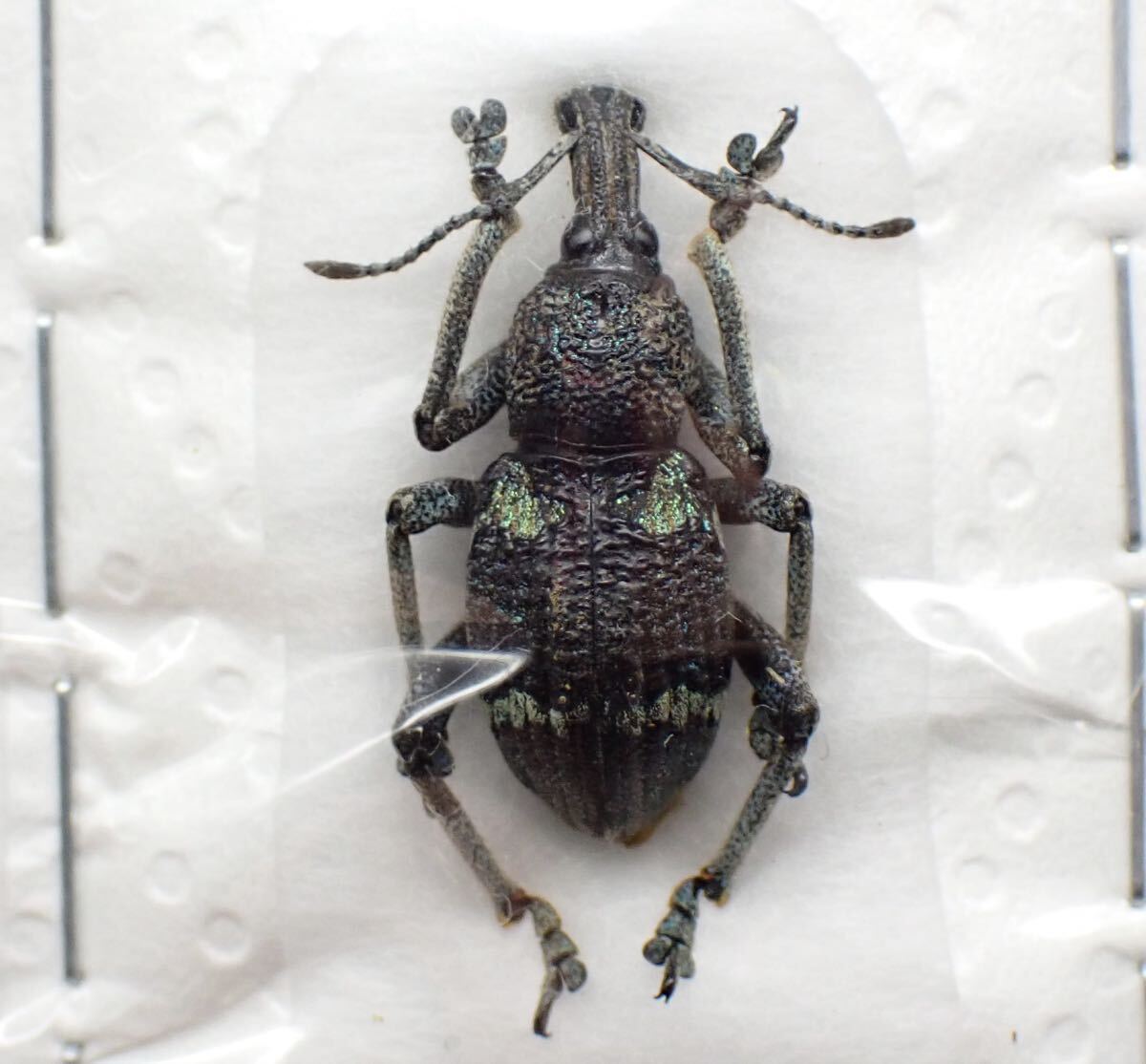 Yahoo!オークション - 昆虫標本 パプアニューギニア産 No.1599 ゾウム...