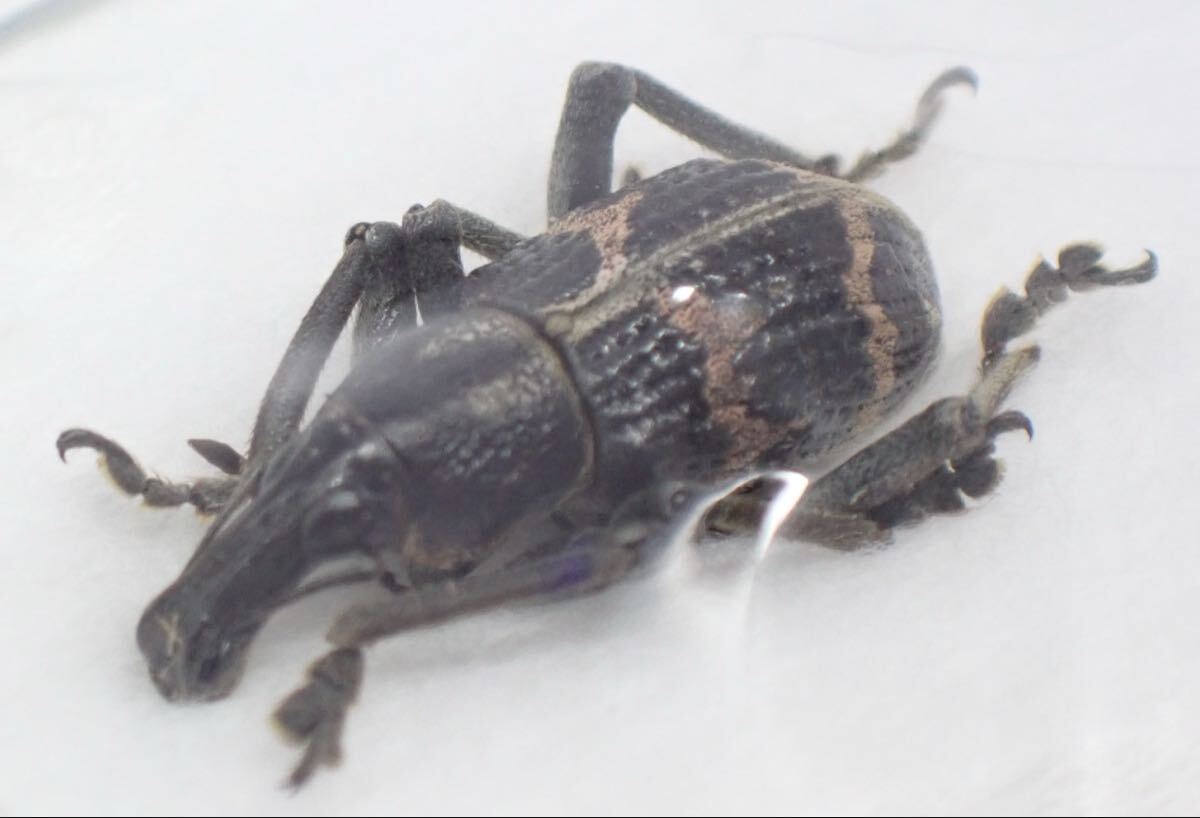 Yahoo!オークション - 昆虫標本 パプアニューギニア産 No.1549 ゾウム...