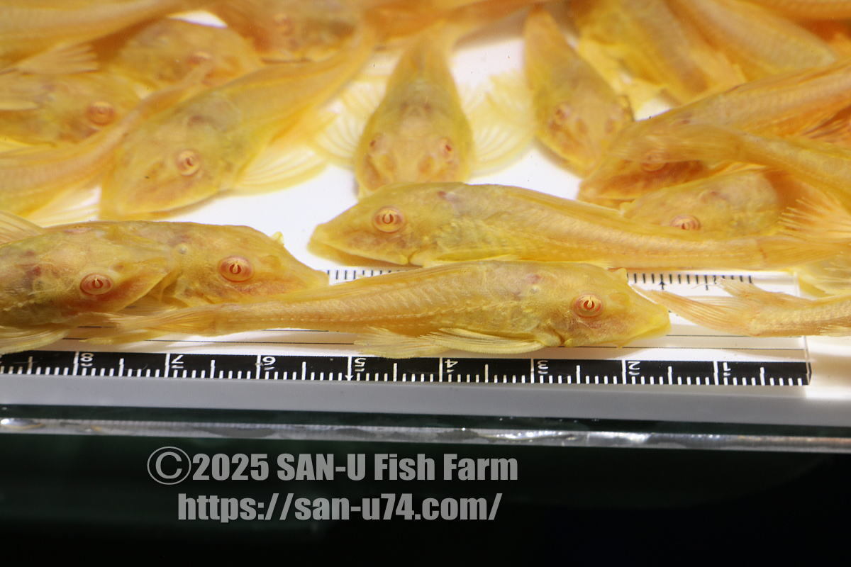 Yahoo!オークション - アルビノ セルフィン プレコ 6尾セット 全長6-7c...