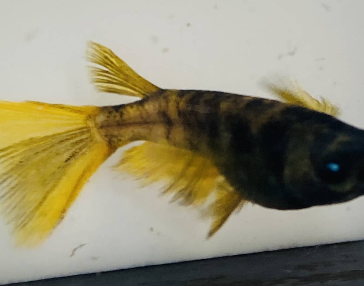 Yahoo!オークション - 美虎リアルロングフィン(ブルーアイ) RLF 15個+...