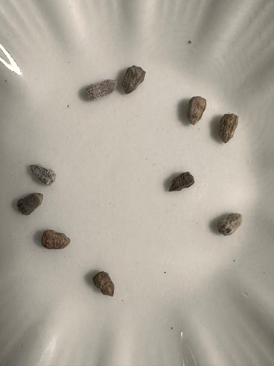 Yahoo!オークション - 闘牛角 ユーフォルビア スコエンランディEuphor...