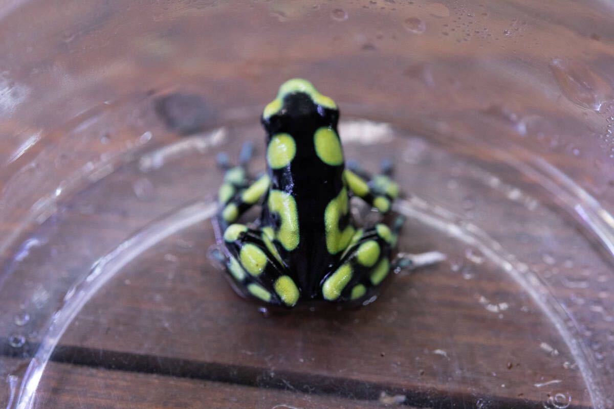 Yahoo!オークション - マダラヤドクガエルコロンビアイエロー cb4匹