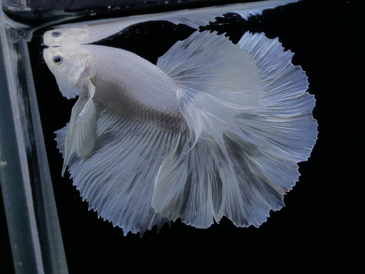 Yahoo!オークション - 【PoPo Betta】ベタ B38 ローズテール スーパー...