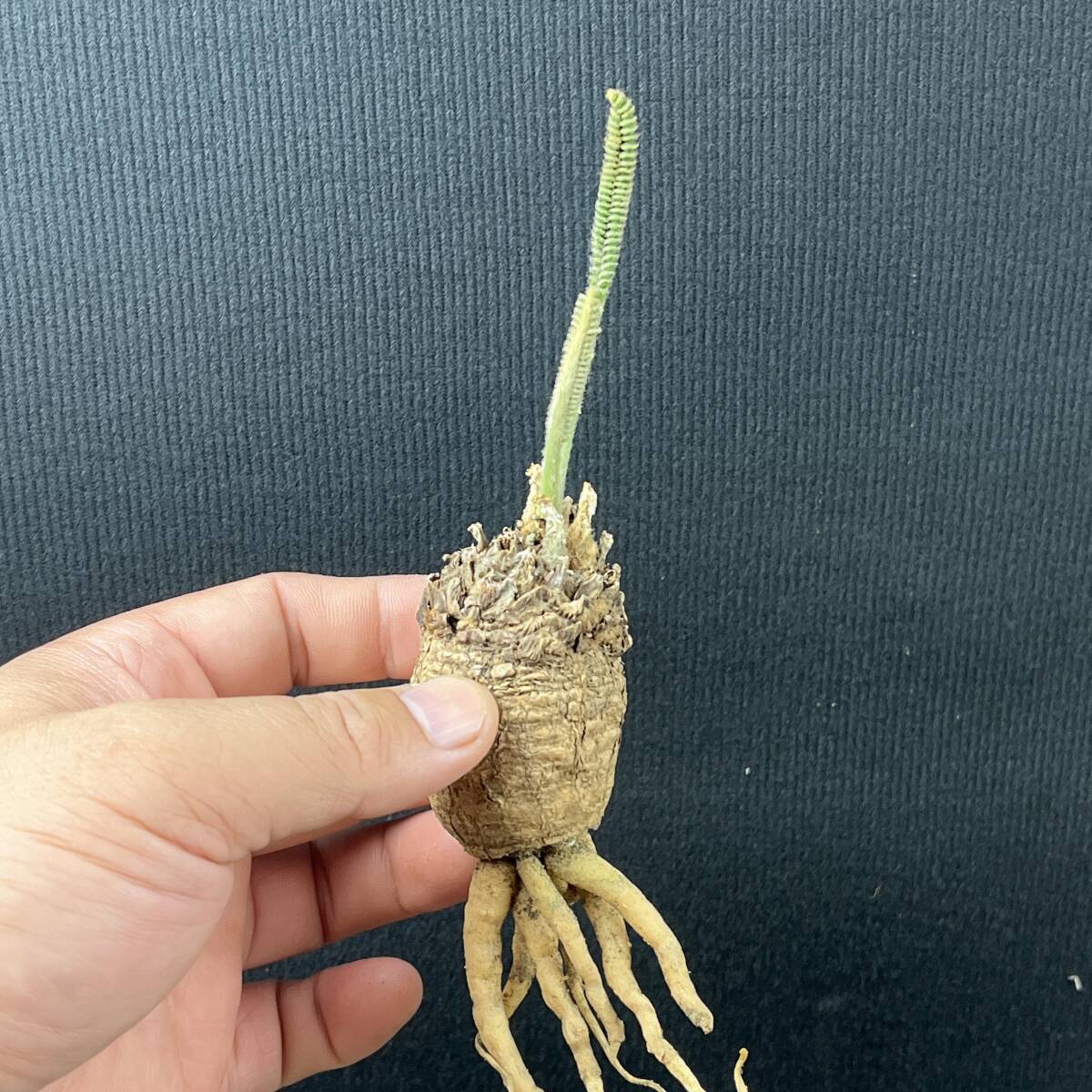 Yahoo!オークション - M52サイカス(ソテツ属）sp．‘タイシルバー 銀...