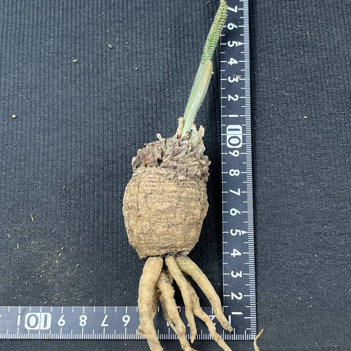 Yahoo!オークション - M52サイカス(ソテツ属）sp．‘タイシルバー 銀...