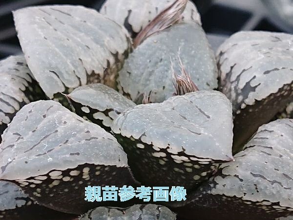 Yahoo!オークション - [Y023]ニライカナイ SCオリジナル【多肉植物 Ha...