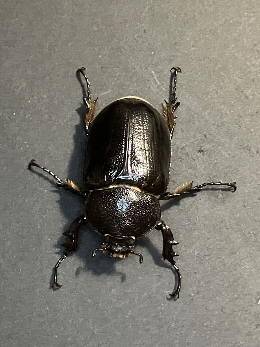 Yahoo!オークション - M・ボグティヒメゾウカブト CBF1 ♀40.7mm 単品...