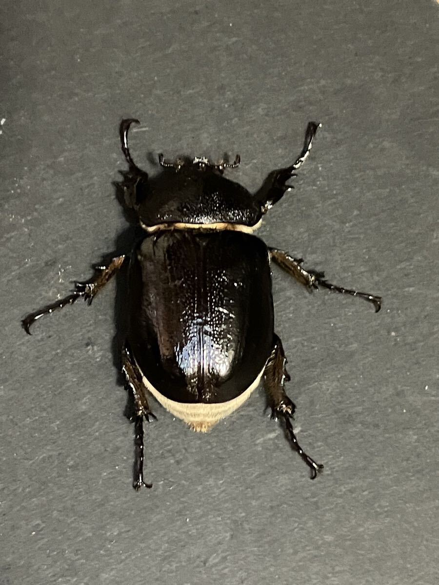 Yahoo!オークション - M・ボグティヒメゾウカブト CBF1 ♀40.7mm 単品...