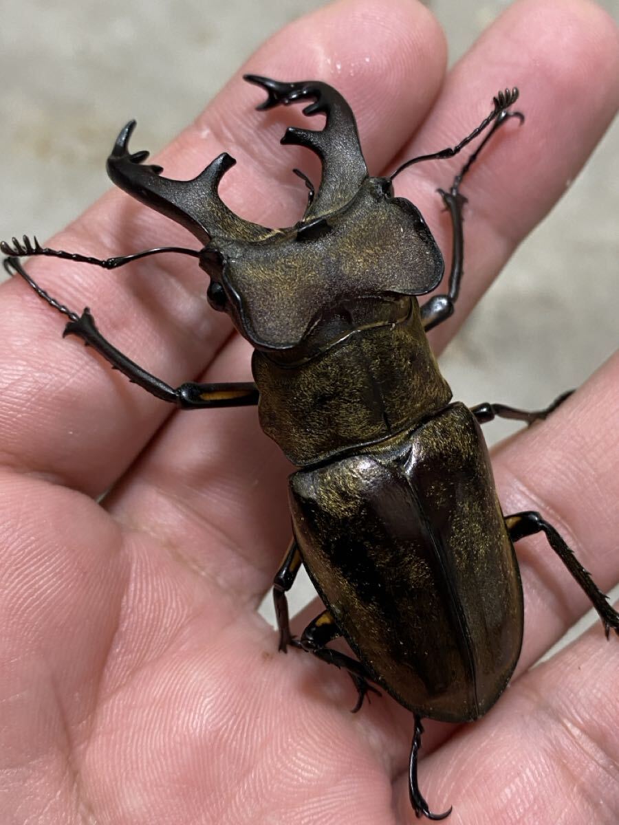 Yahoo!オークション - ミヤマクワガタ 71.64mm 大型 野外最終品