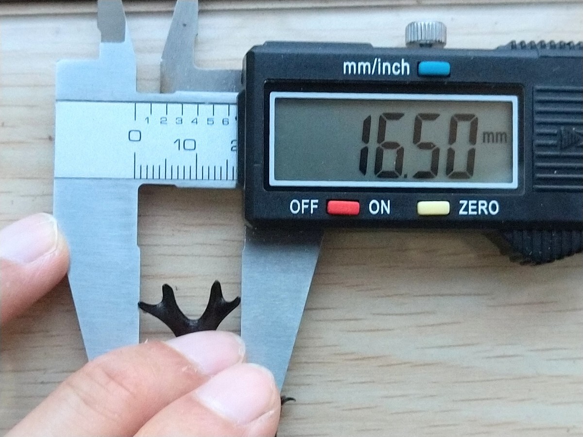 Yahoo!オークション - カブトムシ 天然 83mm 【特大】