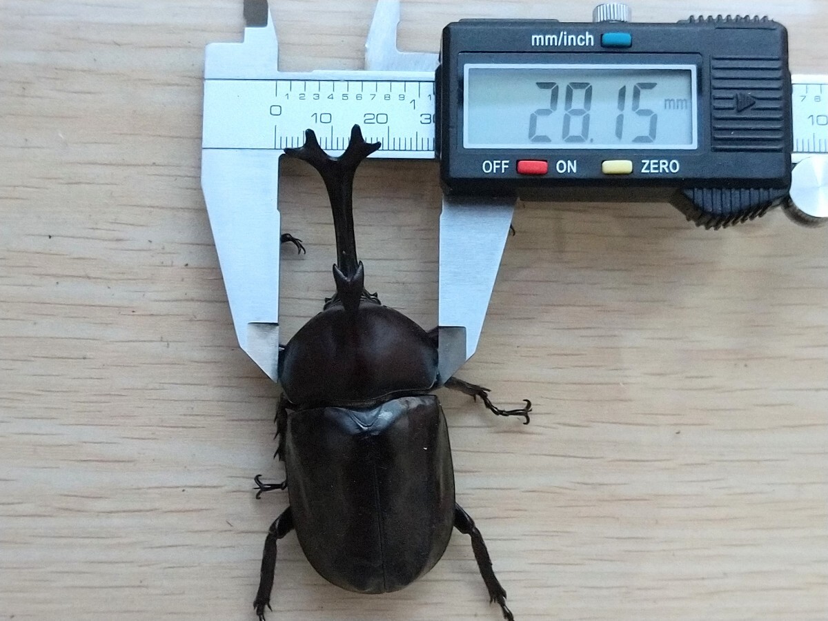 Yahoo!オークション - カブトムシ 天然 83mm 【特大】