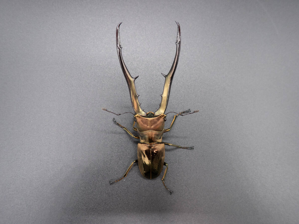 Yahoo!オークション - ♂91.0mm ♀29.5mm WF3 フィナエ ペレン メタリ...