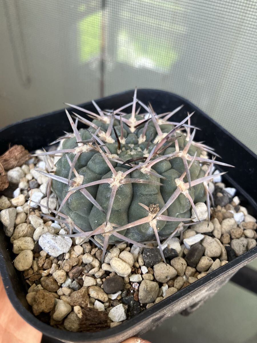 Yahoo!オークション - Gymnocalycium piltziorumギムノカリキウム ピル...