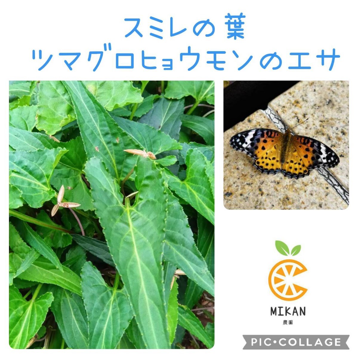 Yahoo!オークション - スミレ 葉っぱのみ 40g (60枚前後) ツマグロヒョ...