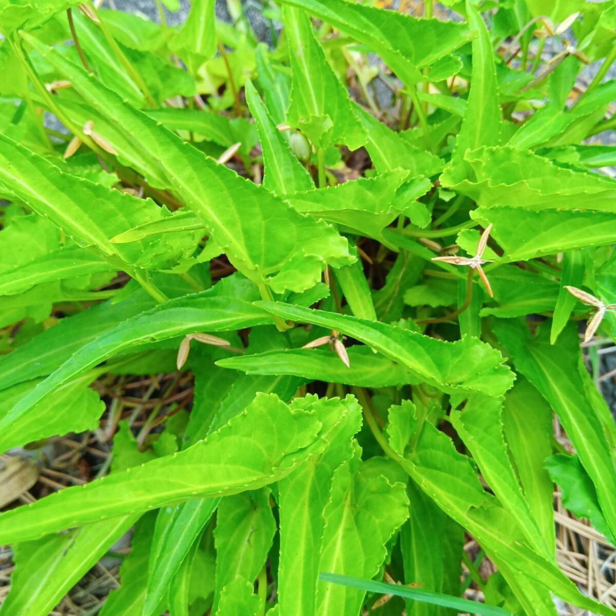 Yahoo!オークション - スミレ 葉っぱのみ 40g (60枚前後) ツマグロヒョ...