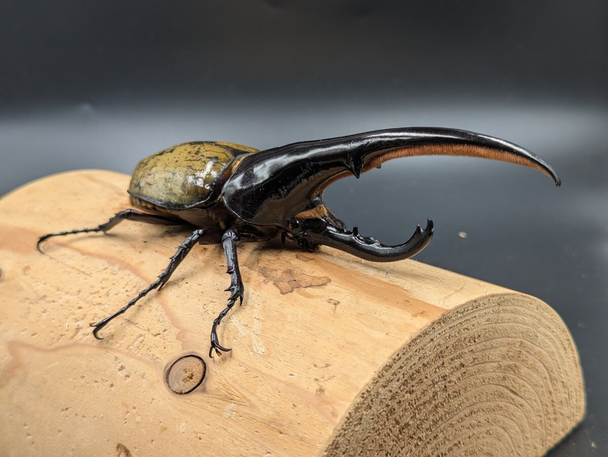 Yahoo!オークション - VT1×162MT-REX系 DHヘラクレス 約152mm ♂...