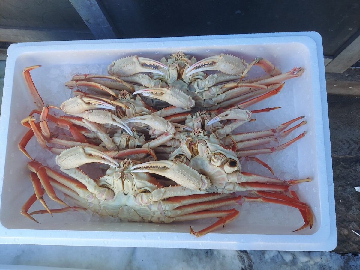 Yahoo!オークション - マツバカニ125~225g位サイズ1匹10円即決(1人一匹...