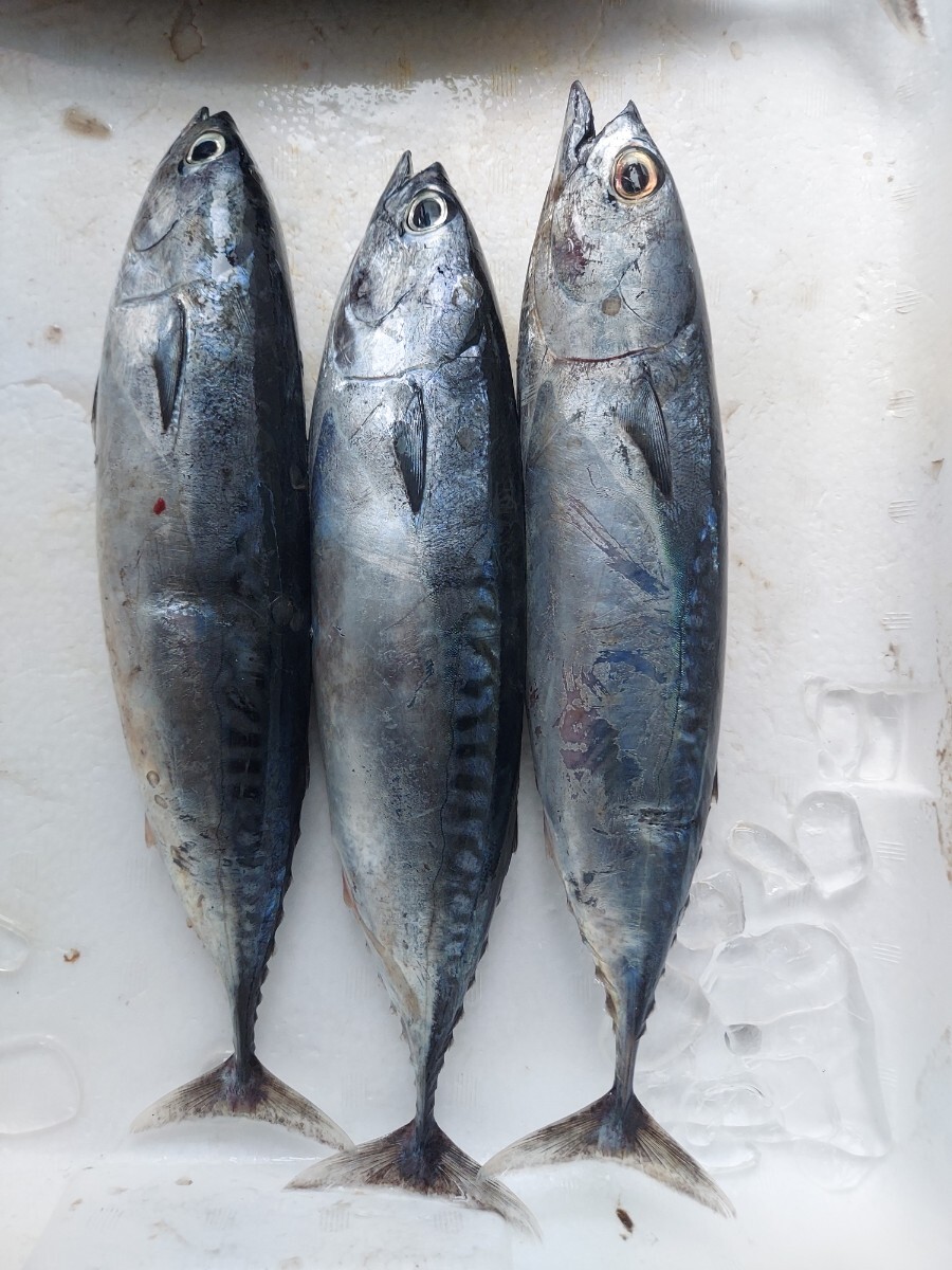 Yahoo!オークション - ソーダカツオ小25cm3本セット498円即決