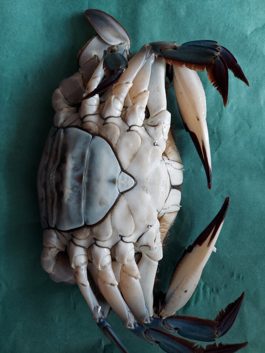 Yahoo!オークション - 子持ち渡りがに440~480g位1匹1440円即決