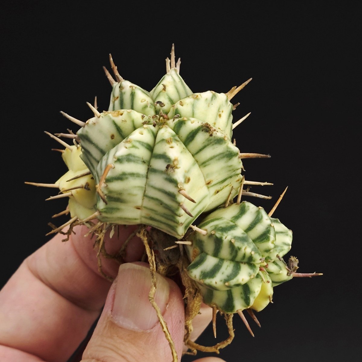 Yahoo!オークション - ユーフォルビア メロフォルミス錦 A0611【輸入苗...