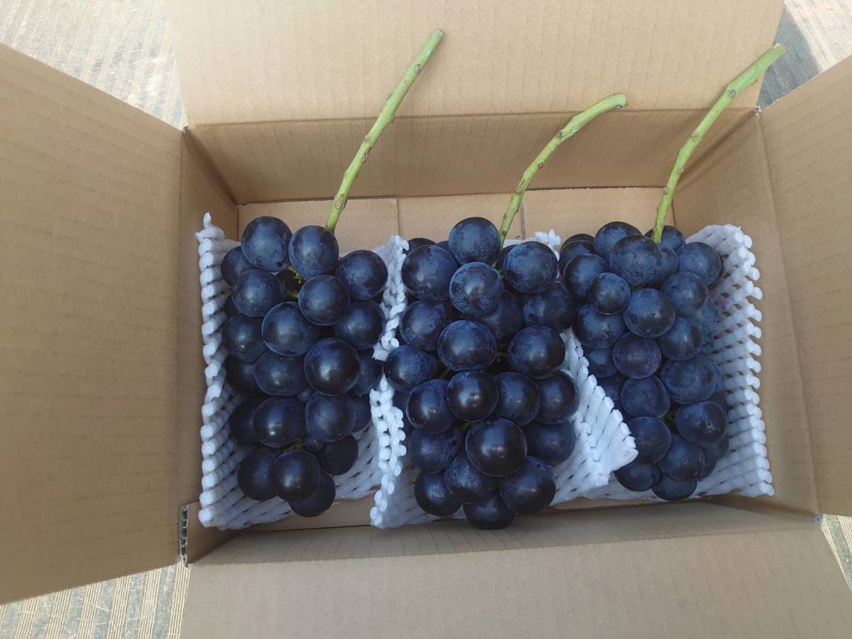 Yahoo!オークション - ナガノパープル 長野県産 1.8kg 3～5房程度 ...