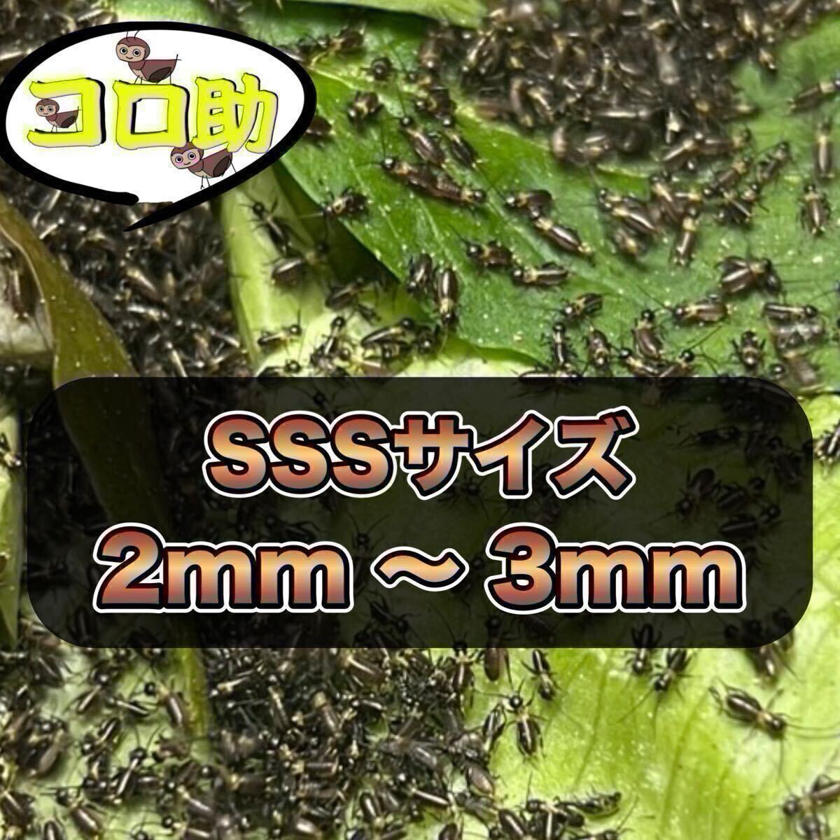 Yahoo!オークション - SSS・200匹(死着保証込み)フタホシ[約0.3cmピ...
