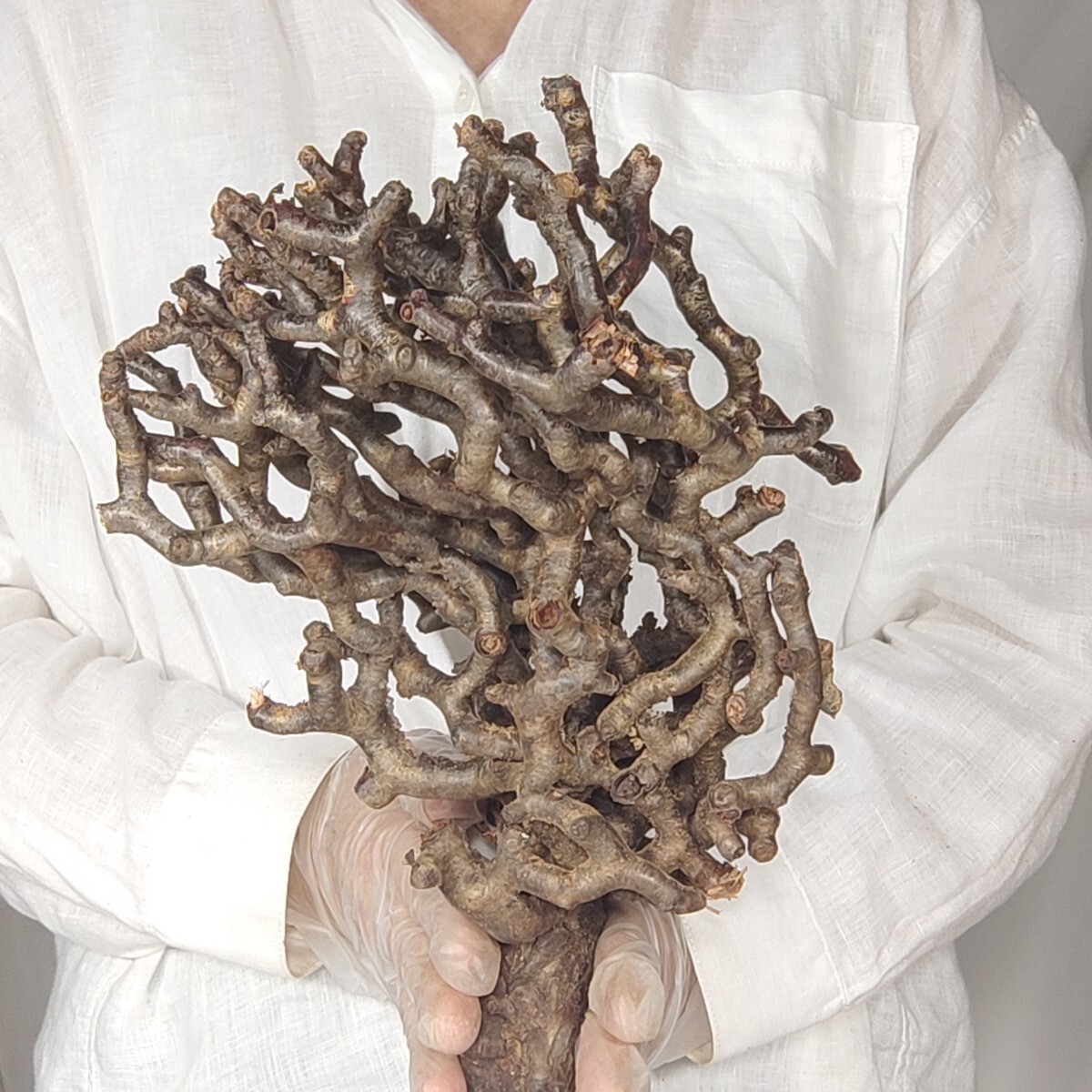 Yahoo!オークション - 【直輸入】ミラビレ J062 特大 ペラルゴニウム・...