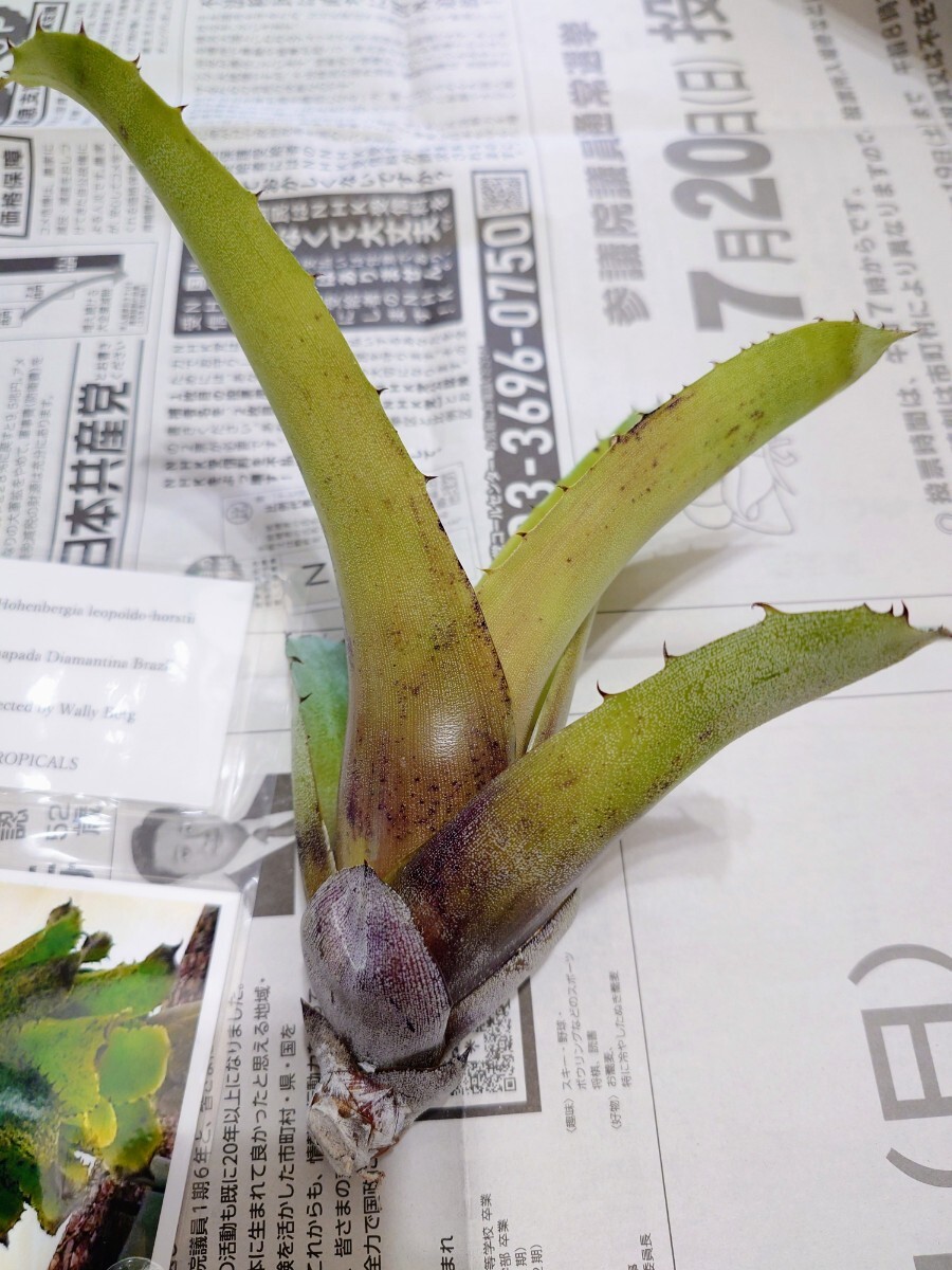 Yahoo!オークション - Hohenbergia Leopoldo-horstii 〈Chapada Diama...