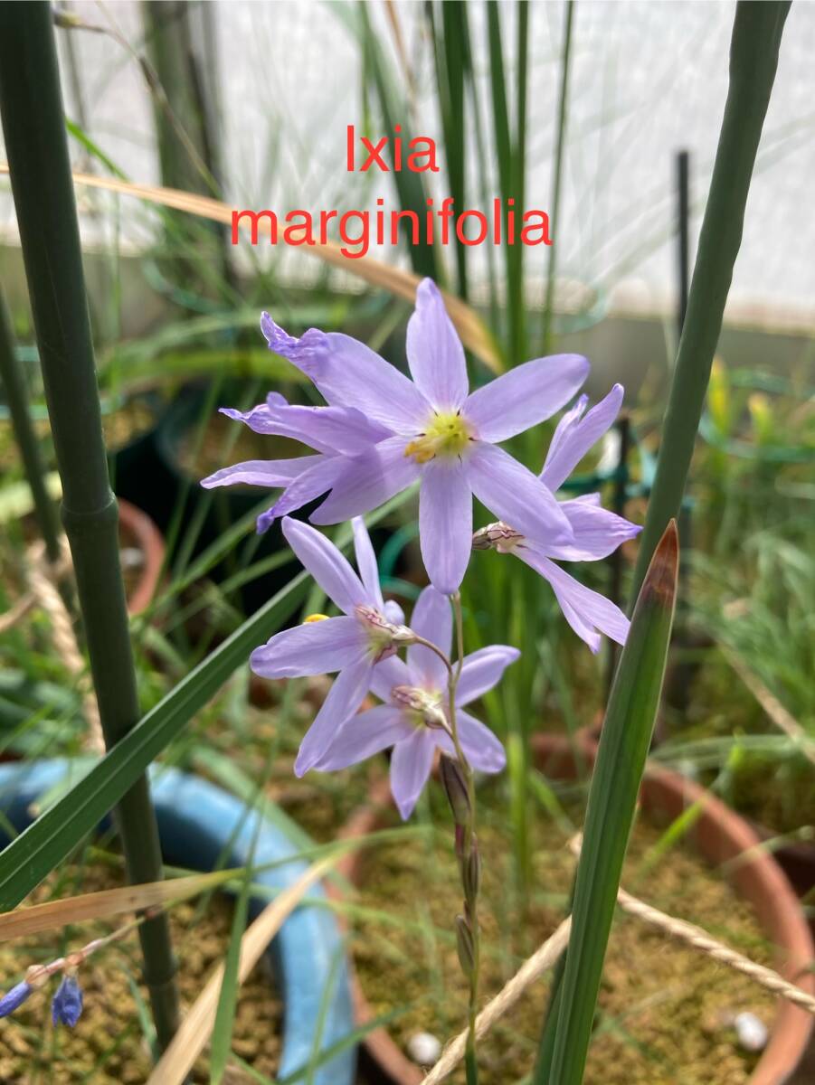 Yahoo!オークション - イキシア・マージニフォリア Ixia marginifolia ...