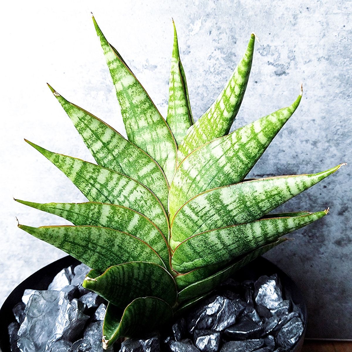 Yahoo!オークション - 【S6917】極上SS級特選美株 サンスベリア ハイブ...