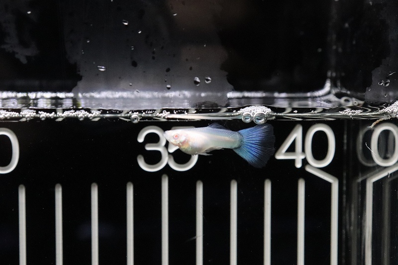 Yahoo!オークション - 【淡水魚】【通販】国産 RREA スーパーホワ...