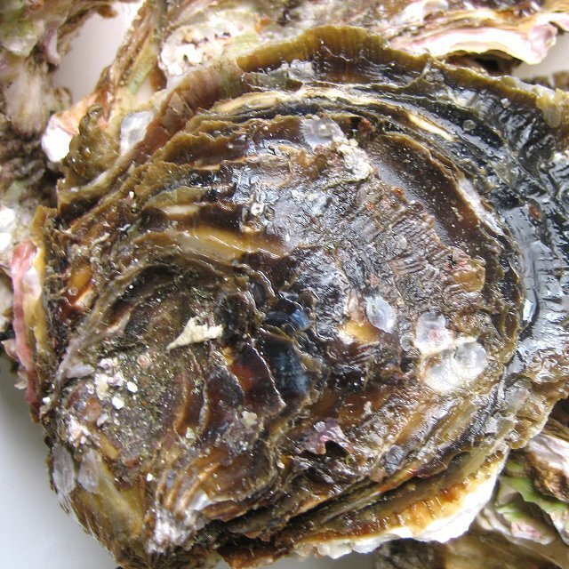 Yahoo!オークション - 3箱 生食用「岩牡蠣2L-2kg」【天然物】生きたま...