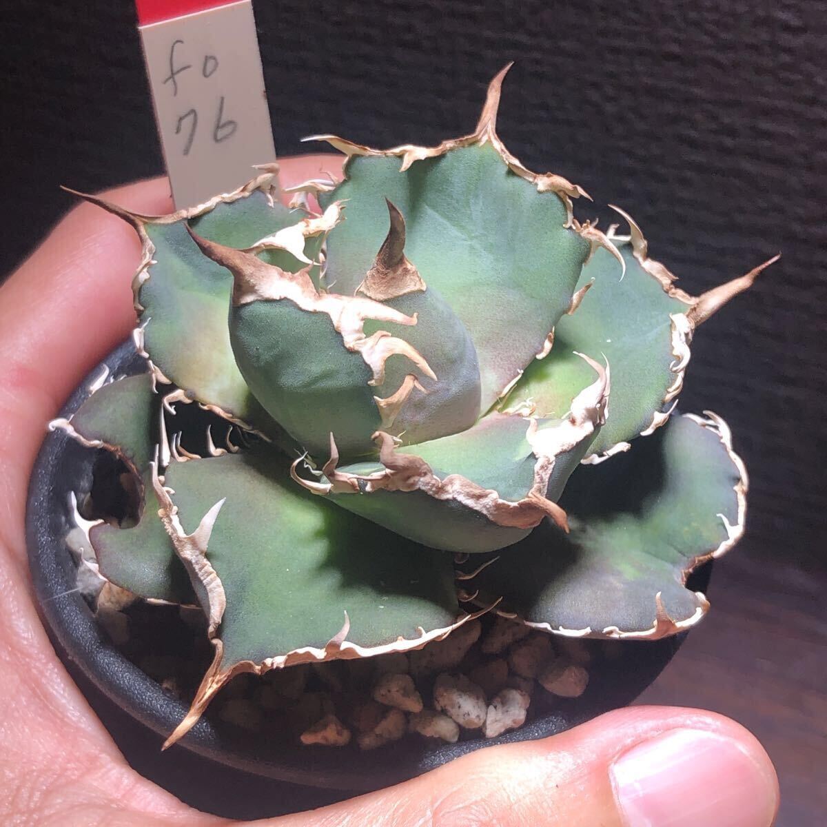 Yahoo!オークション - アガベ チタノタ FO76 ミニラン鉢2.5号 Agave ti...