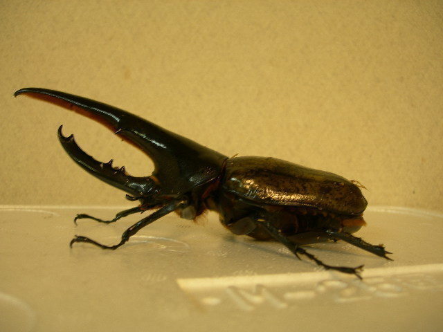 Yahoo!オークション - ヘラクレス 3令幼虫ペア 43g+43g 577