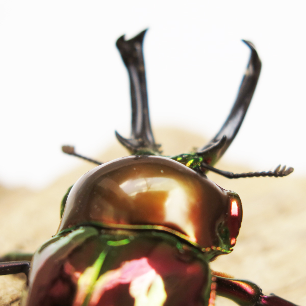 Yahoo!オークション - RTN血統 レッドピカール ニジイロクワガタ ニジ...