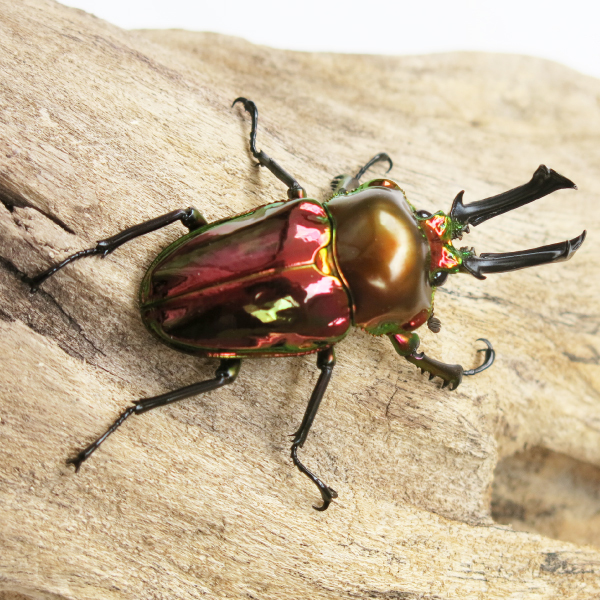 Yahoo!オークション - RTN血統 レッドピカール ニジイロクワガタ ニジ...