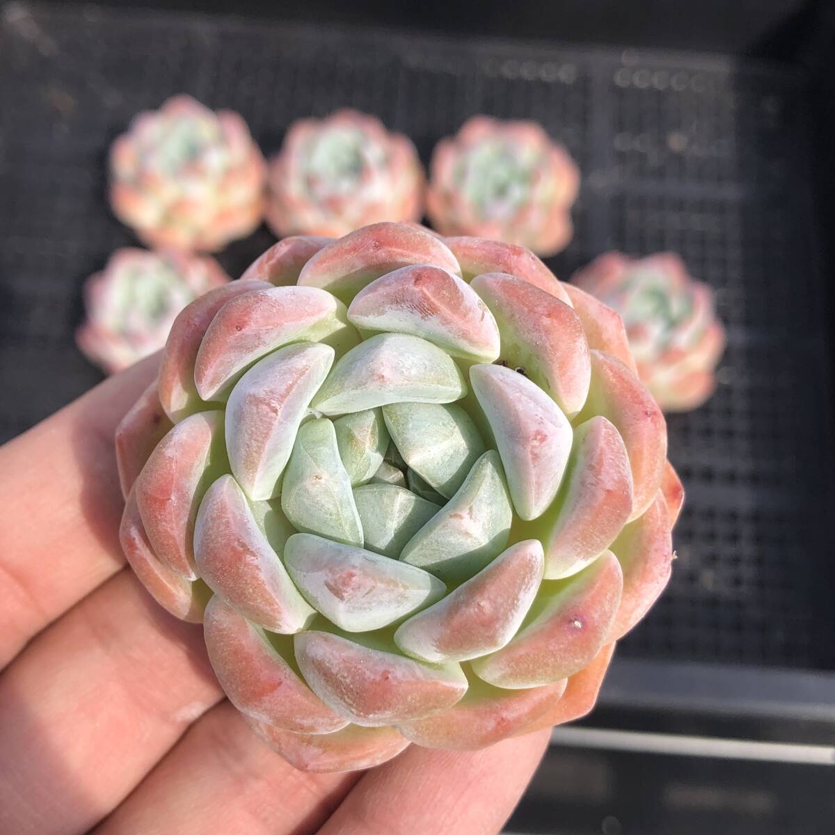 Yahoo!オークション - エケベリア10個 0812-D128 モンロー x アイスグ...