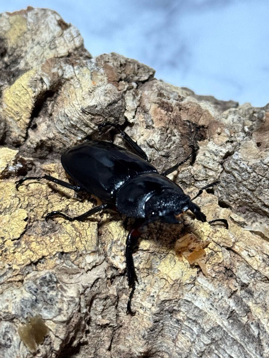 Yahoo!オークション - ディディエール キャメロン F3(CB) 即ブリ ♂66m...