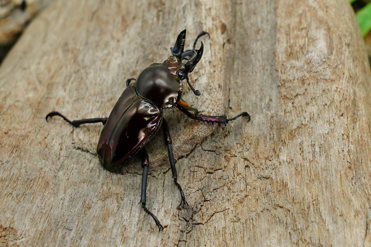 Yahoo!オークション - YS ♂♀ ニジイロクワガタ RTN本家累代 ピカー...