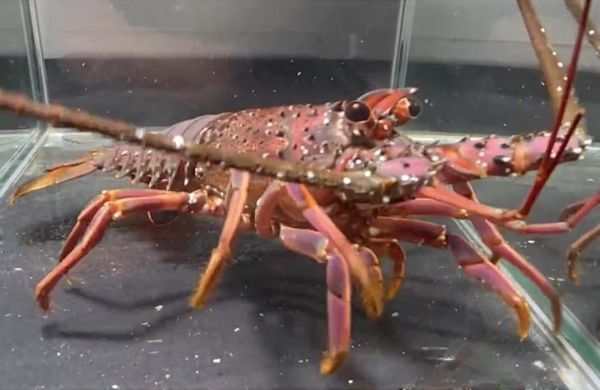 Yahoo!オークション - No25 イセエビ Mサイズ 近海魚 海水魚 生体 甲殻...