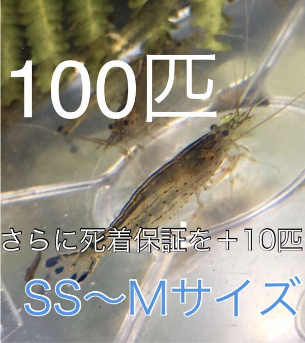 Yahoo!オークション - No25【100匹】＋予備保障10匹 ヤマトヌマエビ S...
