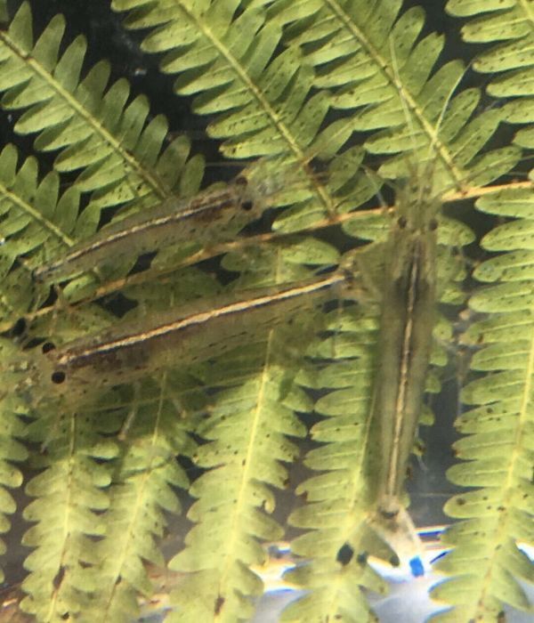 Yahoo!オークション - No63【50匹】＋予備保障5匹 ヤマトヌマエビ SS～...